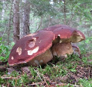 Hřib borový - Boletus pinophilus Pilát & Dermek 1973 | Atlas hub ...