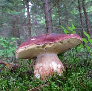 Hřib borový - Boletus pinophilus Pilát & Dermek 1973 | Atlas hub ...