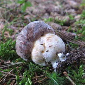 Hřib borový - Boletus pinophilus Pilát & Dermek 1973 | Atlas hub ...
