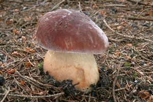 Hřib borový - Boletus pinophilus Pilát & Dermek 1973 | Atlas hub ...